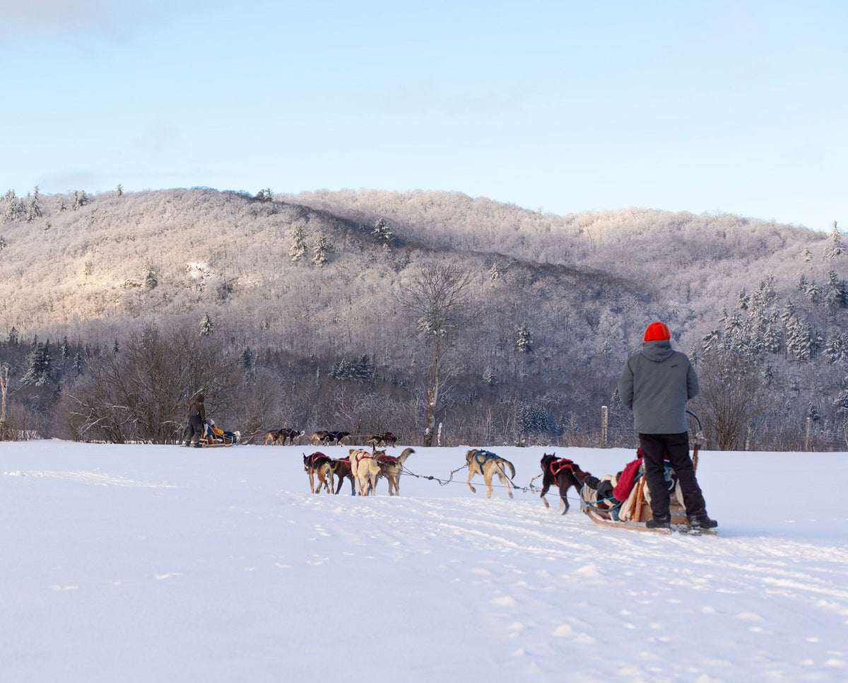 Best Dog Sledding Experience From Ottawa: Guided Tour With Transportat ...